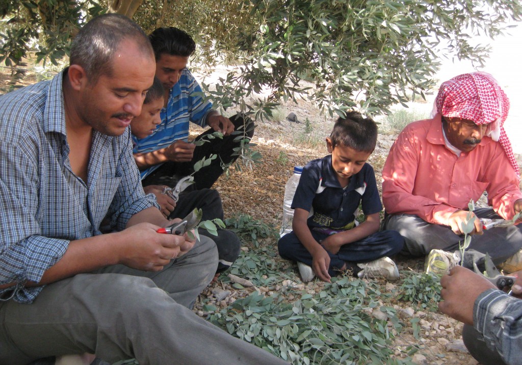 preparing cuttings | Jojoba Naturals